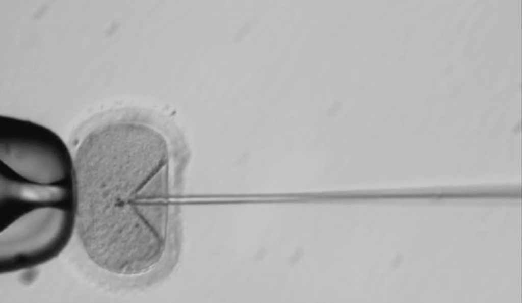 US scientists have genetically modified human embryos – EEJournal