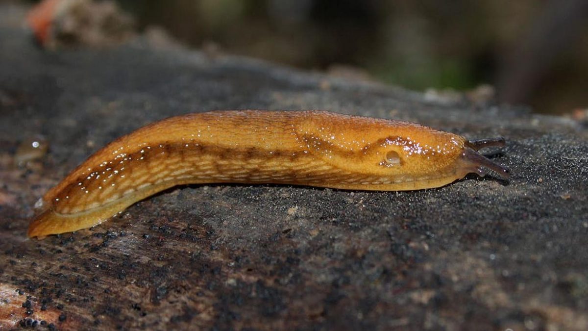 Slimy slug inspires non-toxic surgical adhesive – EEJournal