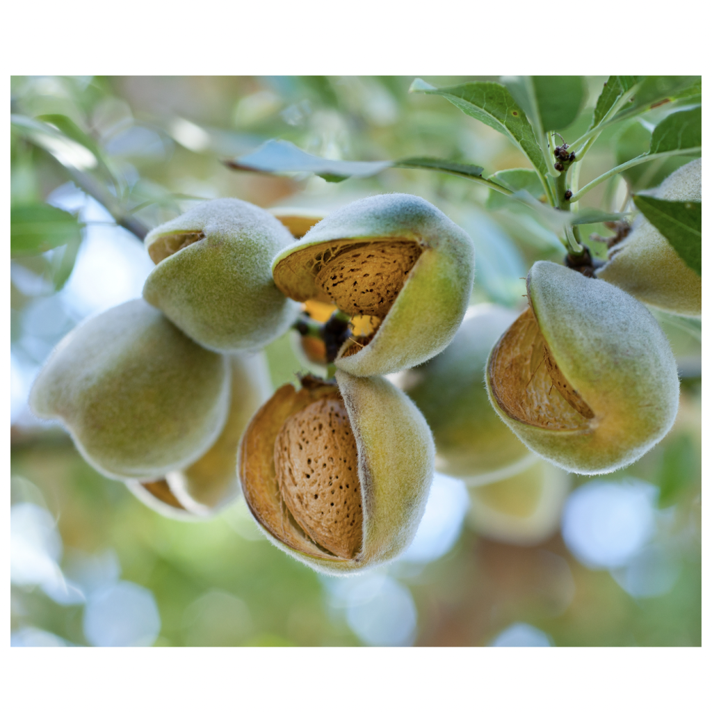 Autonomous Robot Tank Eradicates Almond Pests with One Silent Shot ...