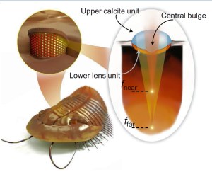 Time of Flight Sensors, Trilobites, and Tunable Optics – What an ...