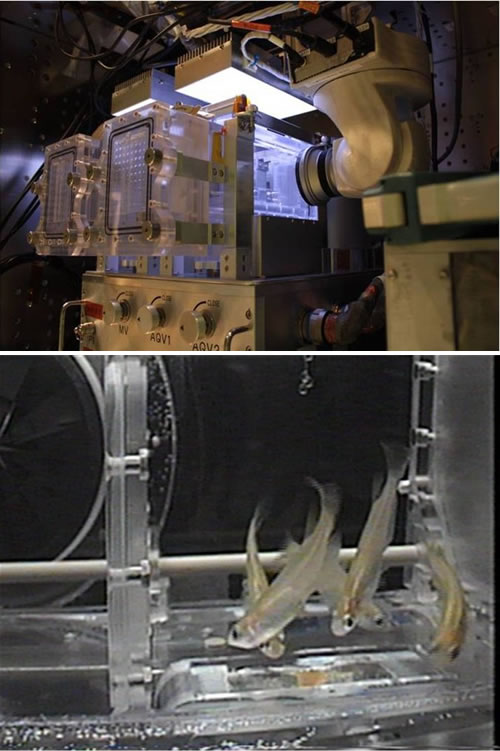 The International Space Station is getting an aquarium! – EEJournal