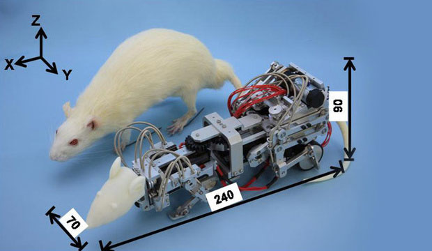 Rat robot beats on live rats to make them depressed – EEJournal