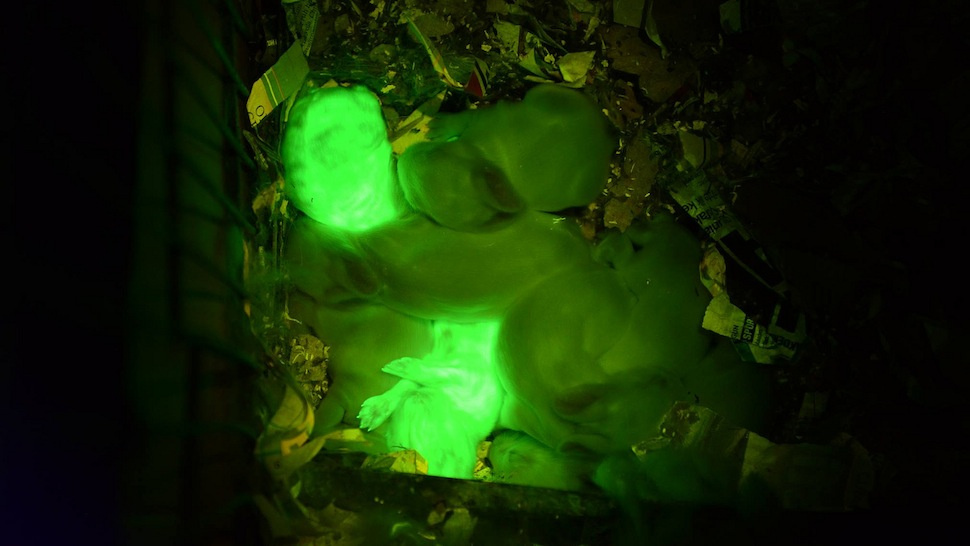 These glow in the dark rabbits will help cure diseases one day – EEJournal
