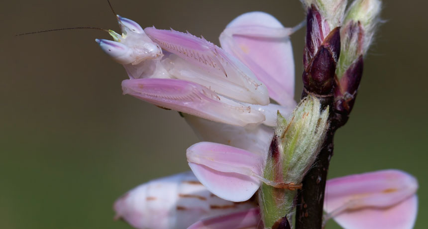 Pink preying mantis disguises itself as a flower – EEJournal