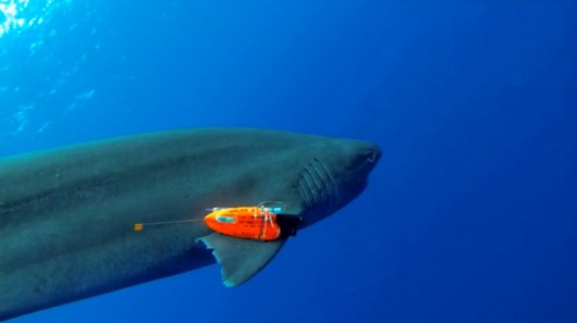 Sharks help scientists and themselves, by wearing cameras and ...