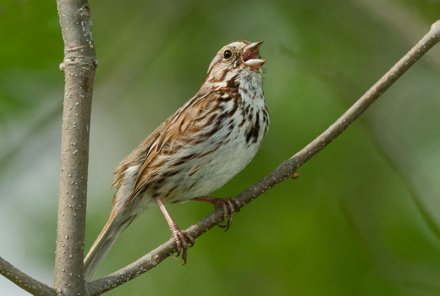 Urban song sparrows are more aggressive than rural birds – EEJournal